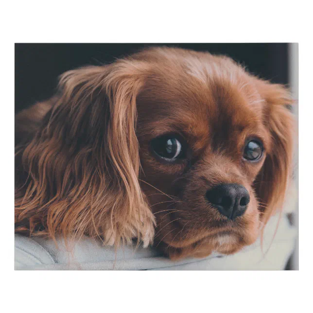 Ruby Cavalier King Charles Spaniel Dog Faux Canvas Print | Zazzle