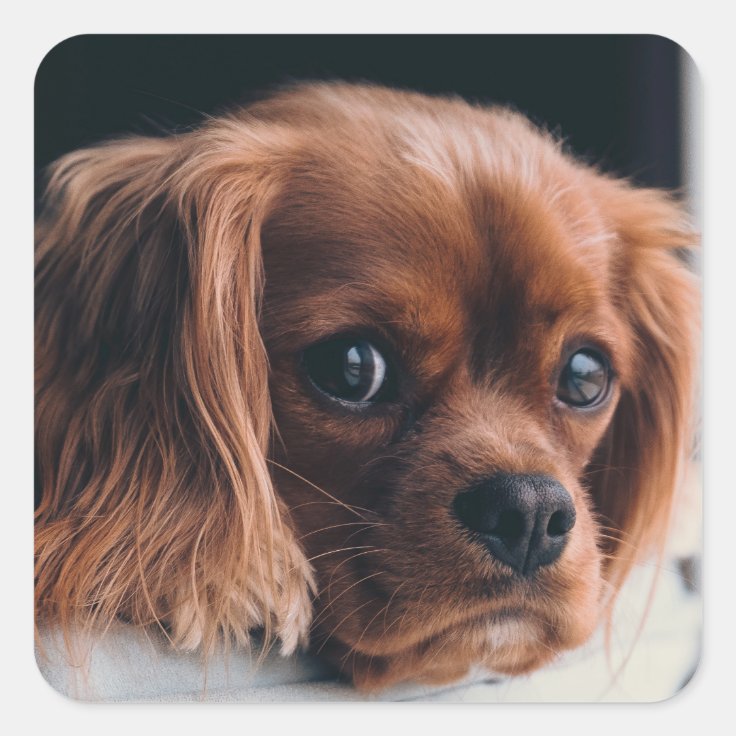 Ruby Cavalier King Charles Spaniel Dog Square Sticker | Zazzle