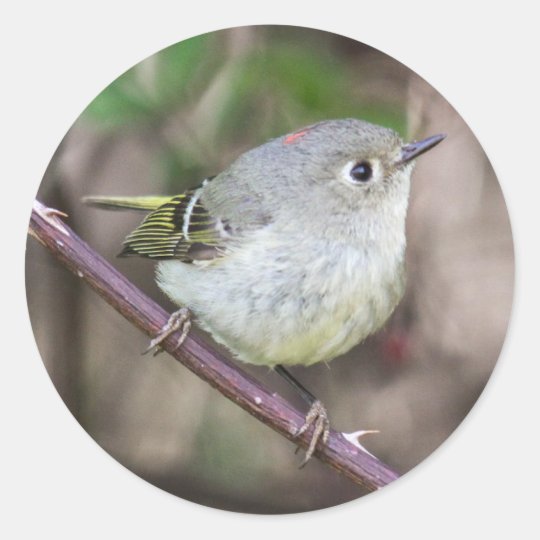Ruby-crowned Kinglet Classic Round Sticker | Zazzle.com