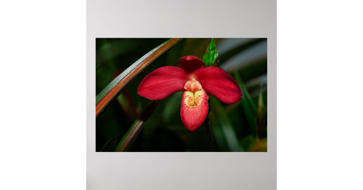 Ruby Red Lady Slipper Orchid Orchid Poster | Zazzle