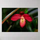 Ruby Red Lady Slipper Orchid Orchid Poster | Zazzle