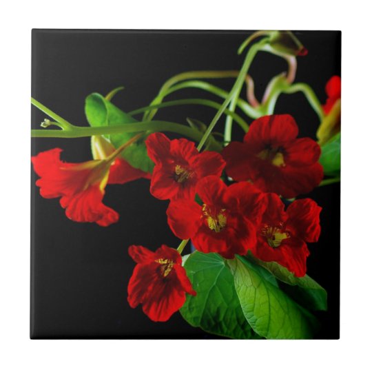 Ruby Red Nasturtium Ceramic Tile | Zazzle.com