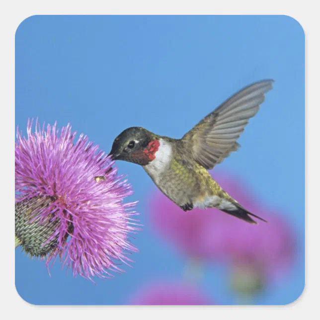 Ruby-throated Hummingbird Square Sticker | Zazzle