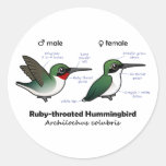 Meet the Cute Ruby-throated Hummingbird by Birdorable