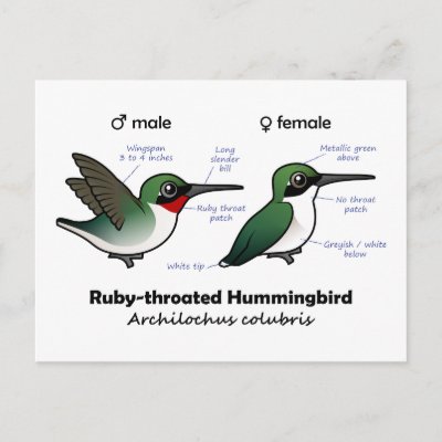 Ruby-throated Hummingbird Coloring Page by Birdorable