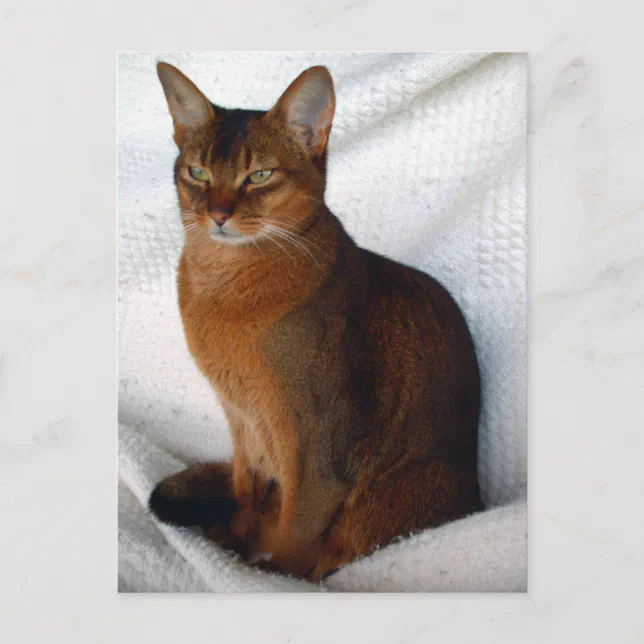 Ruddy Abyssinian Cat Postcards | Zazzle