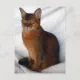Ruddy Abyssinian Cat Postcards | Zazzle