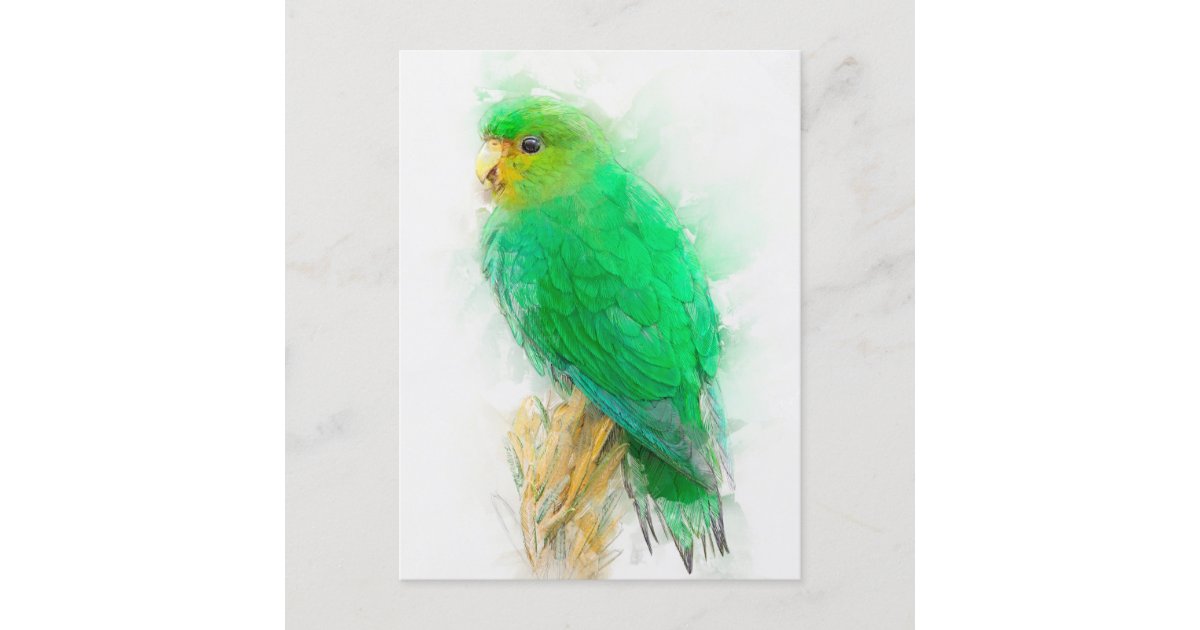 Rufous-fronted Parakeet Portrait Postcard | Zazzle