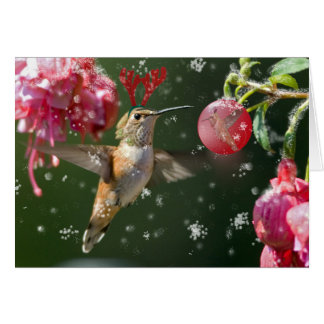 Hummingbird Christmas Cards - Greeting & Photo Cards | Zazzle
