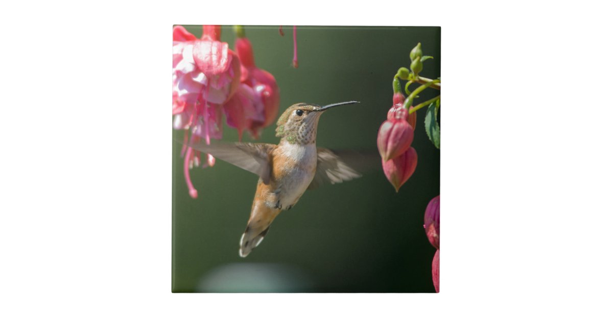 Rufous Hummingbird feeding on a Fuchsia Ceramic Tile | Zazzle