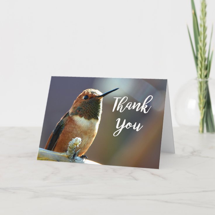 Rufous Hummingbird Photo Thank You Card | Zazzle