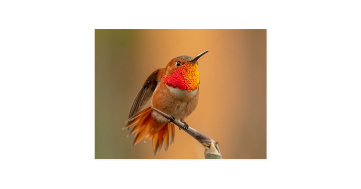 Rufous Hummingbird with Ruffled Feathers Postcard | Zazzle.com