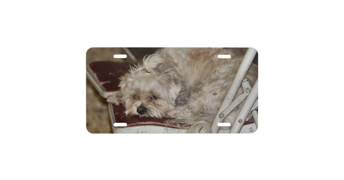 Rumple License Plate | Zazzle