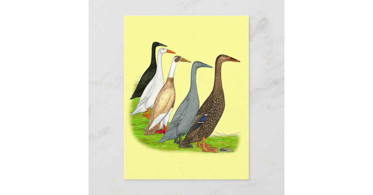 Runner Duck Assortment Postcard | Zazzle