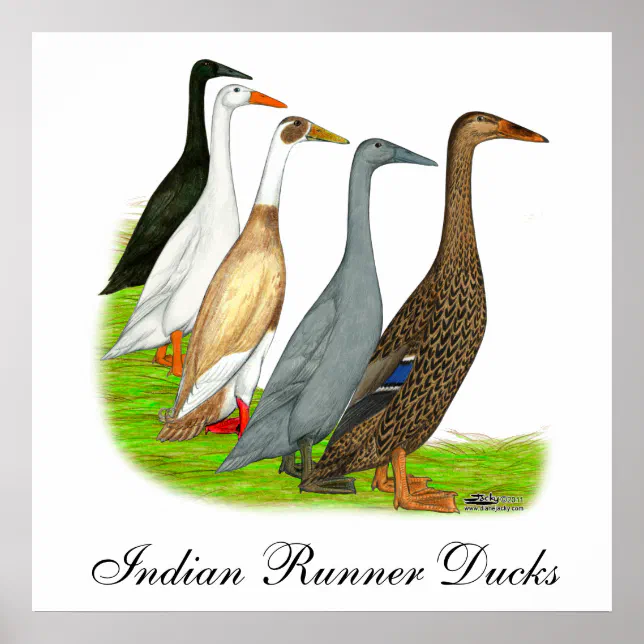 Runner Duck Assortment Poster | Zazzle