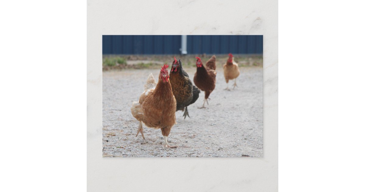 Running Hens Postcard | Zazzle