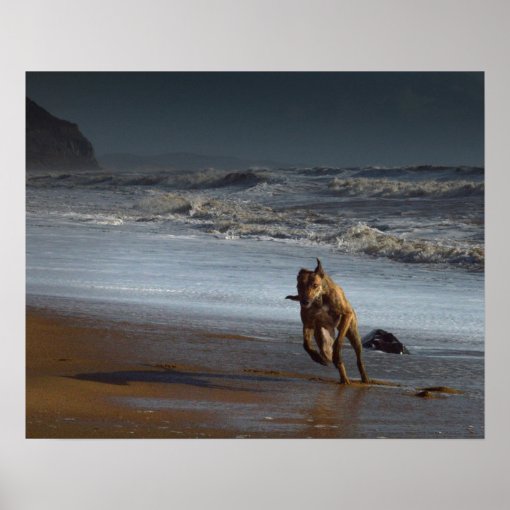 Running Lurcher on Beach Poster | Zazzle