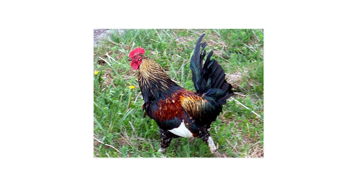 Running Rooster Postcard | Zazzle