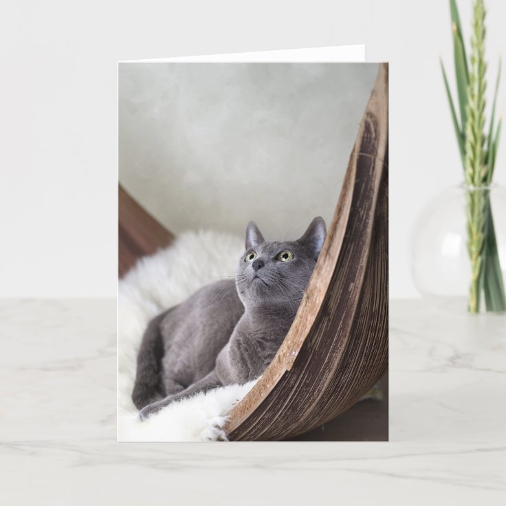 Russian Blue Card | Zazzle