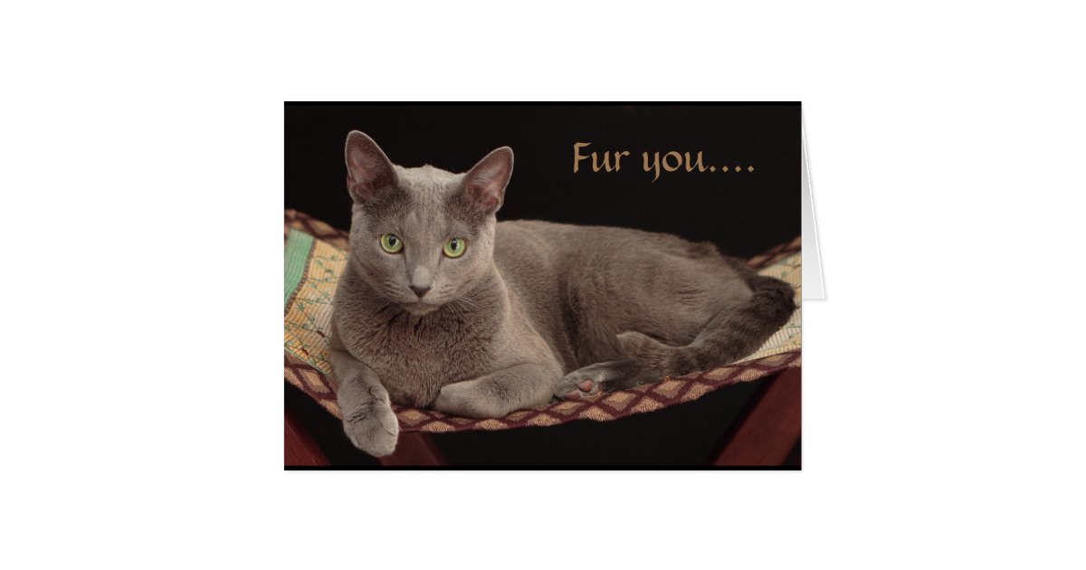 Russian Blue, Cat Card. | Zazzle