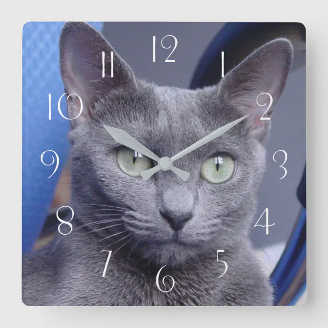 Russian Blue‎ Cat Square Wall Clock | Zazzle