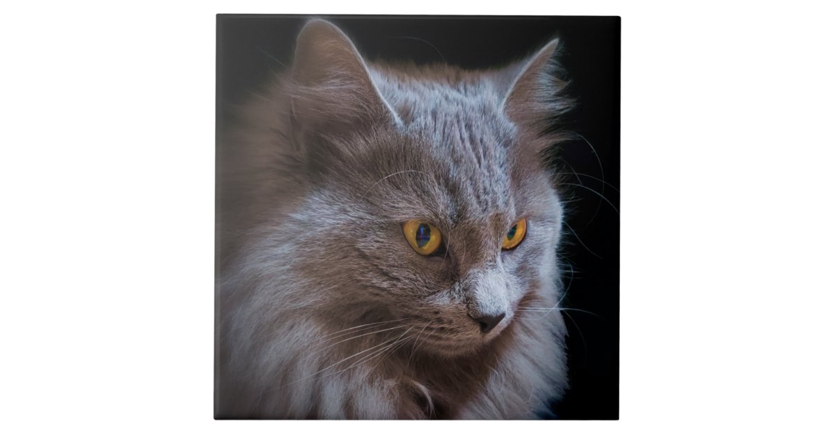 Russian Blue Gray Nebelung Cat Wall Art Ceramic Tile | Zazzle