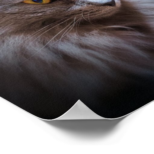 Russian Blue Gray Nebelung Cat Wall Art Poster | Zazzle