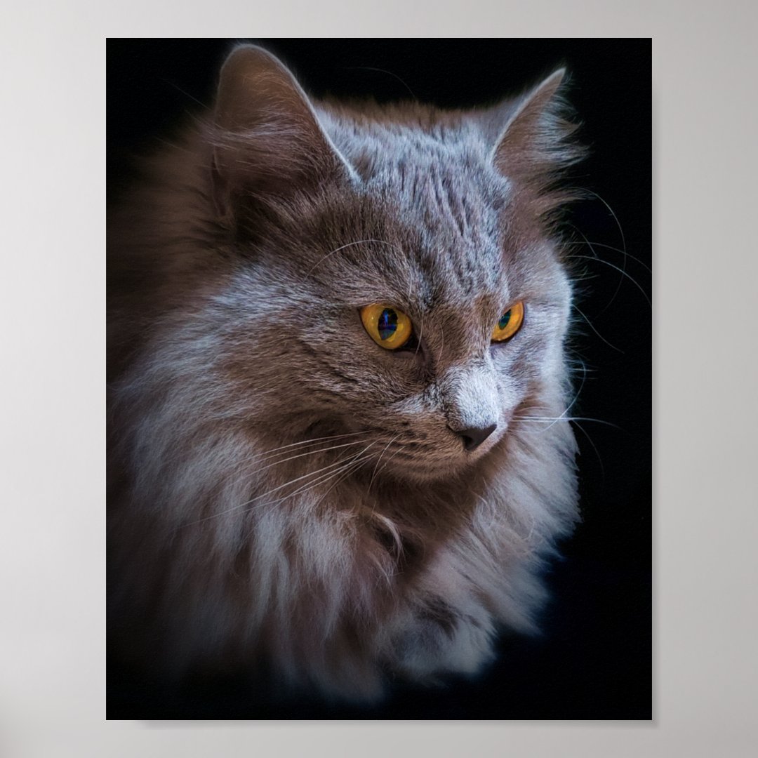 Russian Blue Gray Nebelung Cat Wall Art Poster | Zazzle