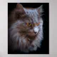 Russian Blue Gray Nebelung Cat Wall Art Poster | Zazzle