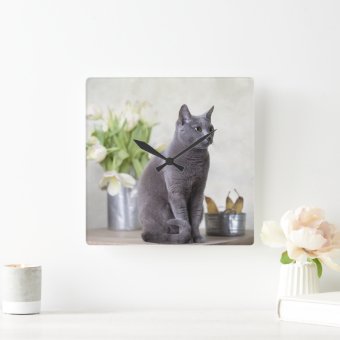 Russian Blue Square Wall Clock | Zazzle