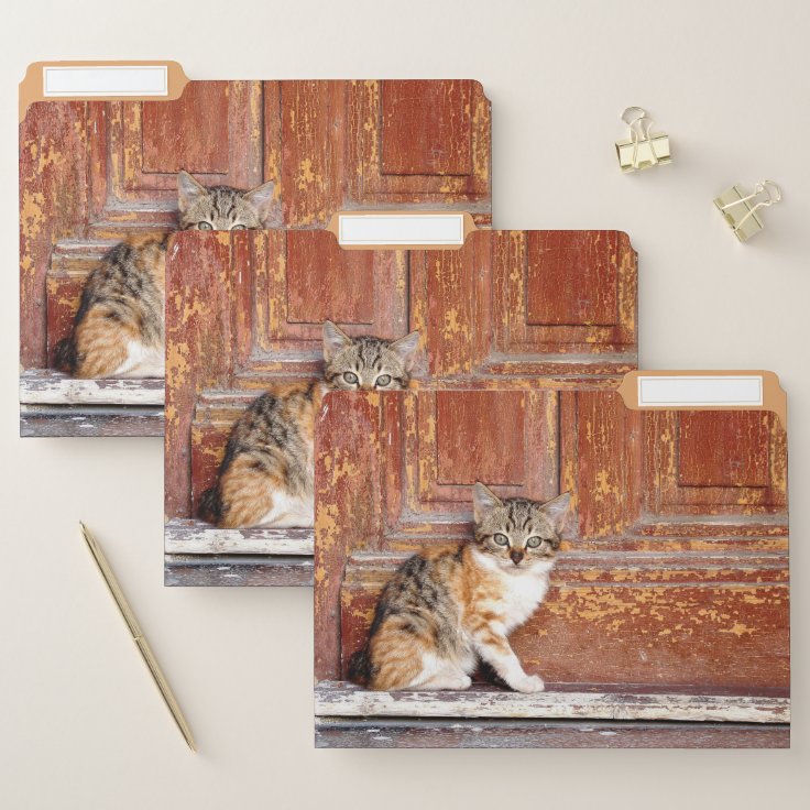 Rustic Door Cat Cute Kitten Custom File Folder | Zazzle
