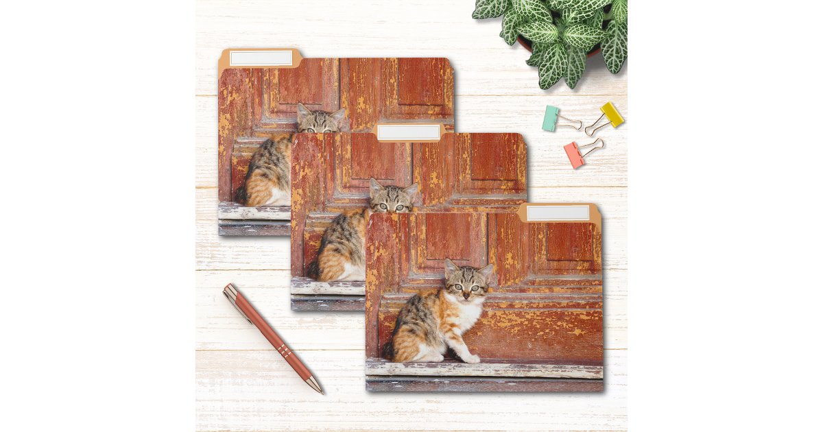 Rustic Door Cat Cute Kitten Custom File Folder | Zazzle