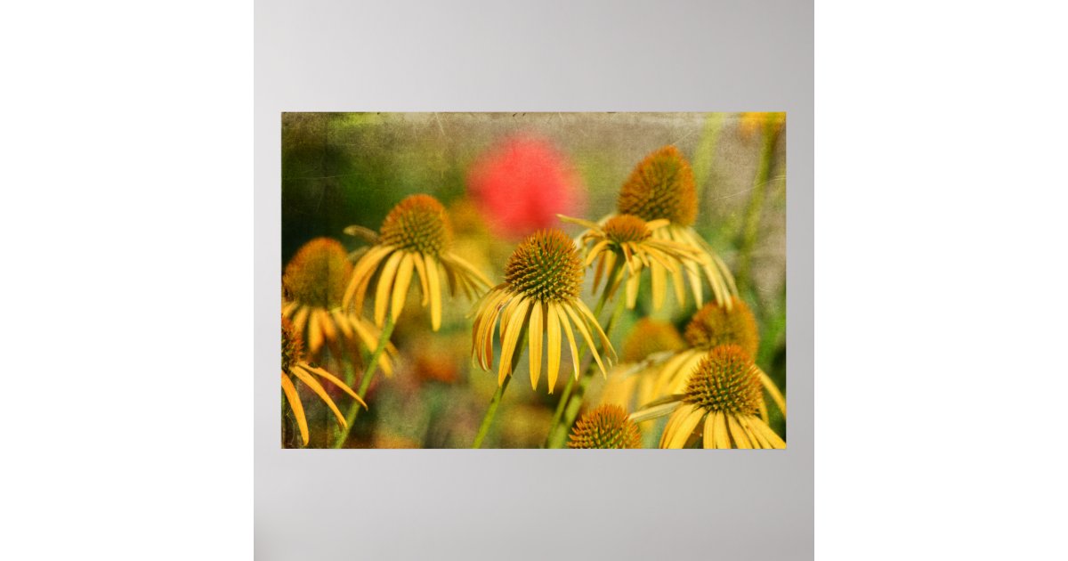 Rustic Echinacea Flowers Poster Zazzle