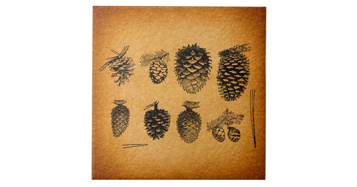 Rustic Pinecones Pine Cone Artwork Antique Design Ceramic Tile | Zazzle