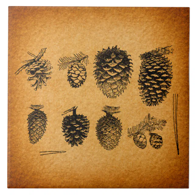 Rustic Pinecones Pine Cone Artwork Antique Design Ceramic Tile | Zazzle