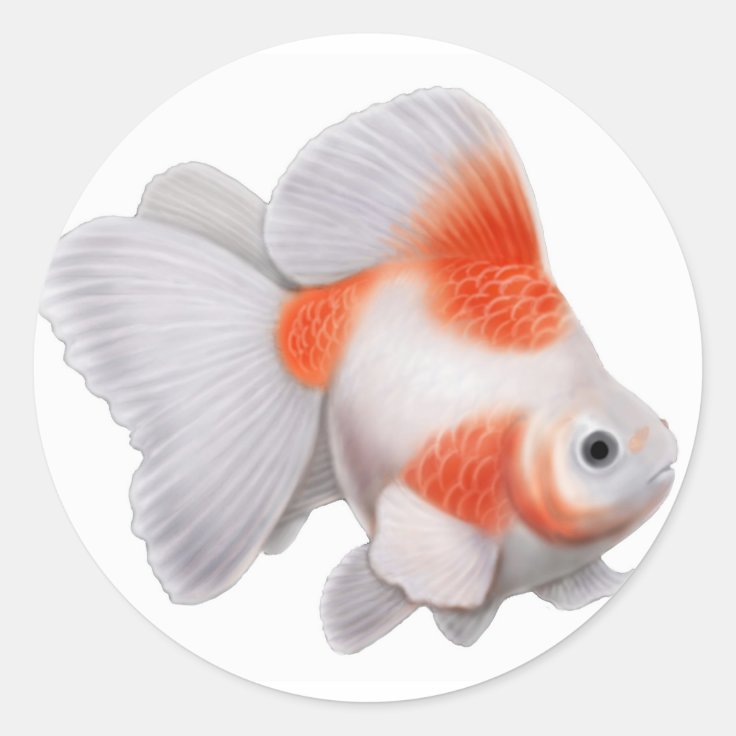Ryukin Goldfish Sticker | Zazzle