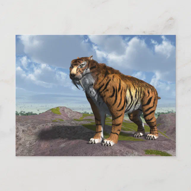 Saber Tooth Tiger Postcard | Zazzle