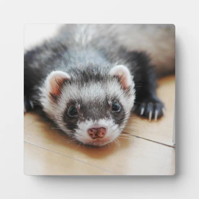 Sable Ferret Plaque | Zazzle