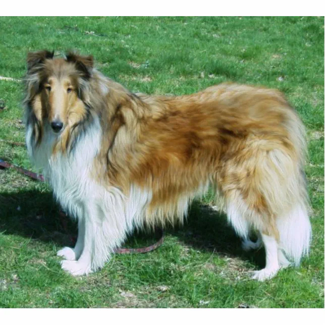 Sable Rough Collie Statuette | Zazzle