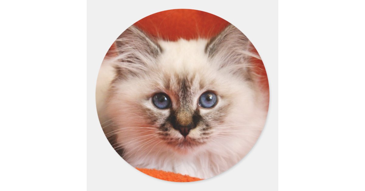 Sacred Birman Kitten Classic Round Sticker | Zazzle