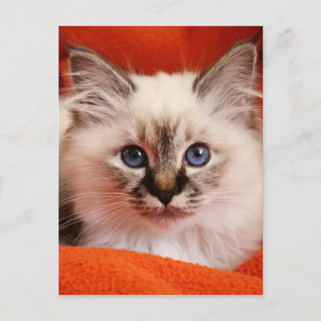 Sacred Birman Kitten Postcard | Zazzle