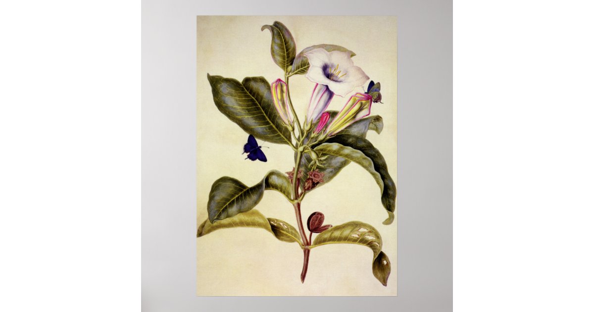 Sacred datura and blue butterfly Poster | Zazzle