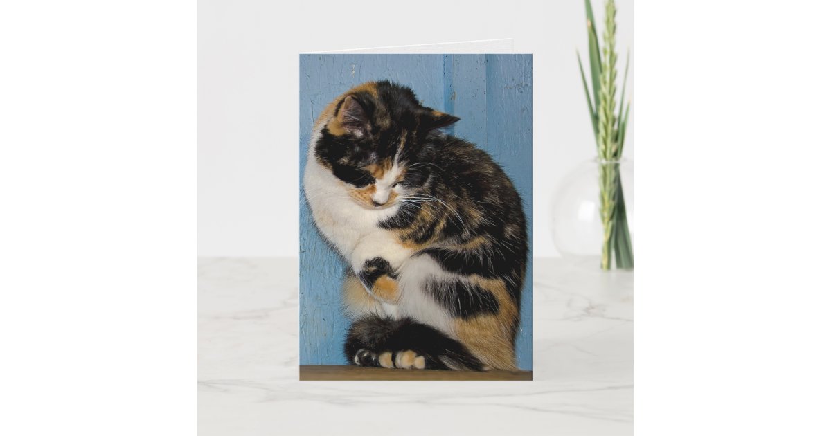 Sad Calico Cat belated birthday Card | Zazzle