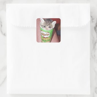 sad cat in pringles can square sticker | Zazzle