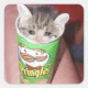 sad cat in pringles can square sticker | Zazzle