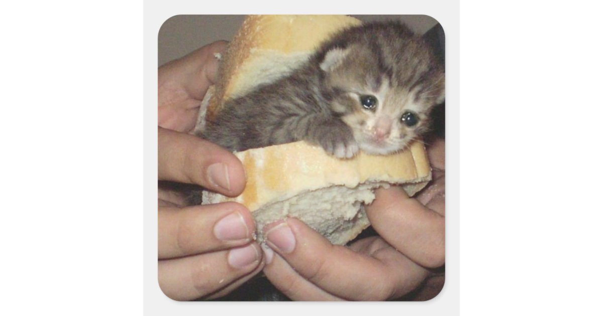 sad cat sandwich square sticker | Zazzle