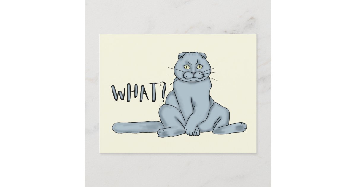 Sad cat - what? postcard | Zazzle