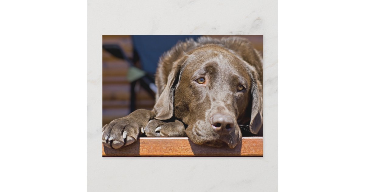 Sad Chocolate Lab Portrait Photograph Postcard | Zazzle