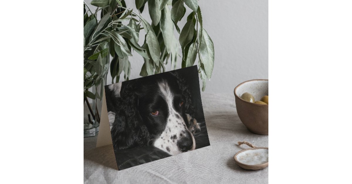 Sad English Springer Spaniel Dog Get Well Card | Zazzle