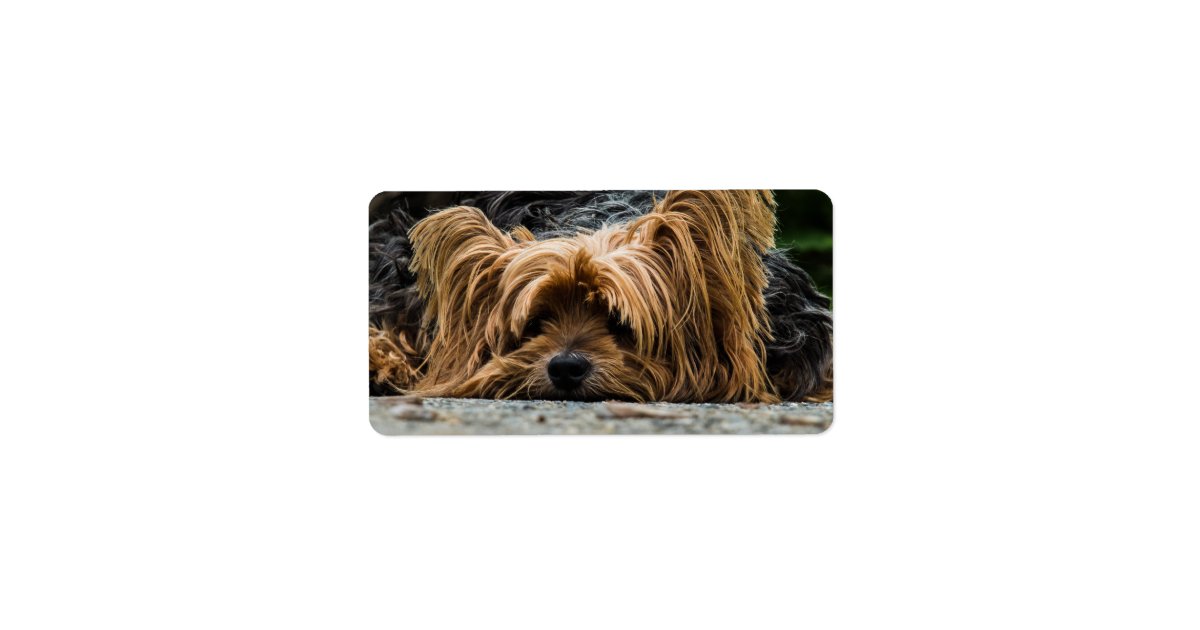 Sad Little Yorkie Label | Zazzle